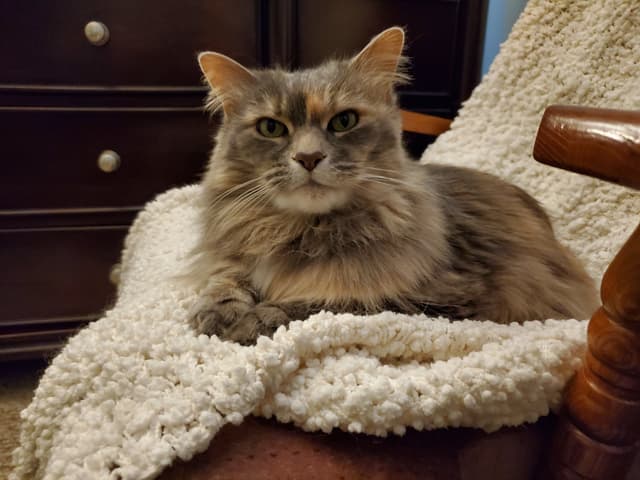 Asset Push Suggest Mega Mewtwo X & Y For Pokémon GO Tour: Kalos